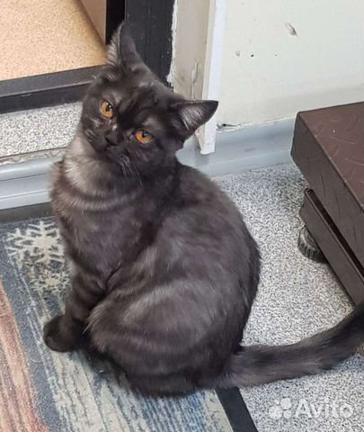 Кошки в добрые руки