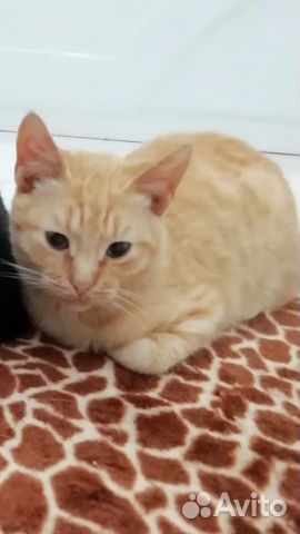 Рыжик ищет дом