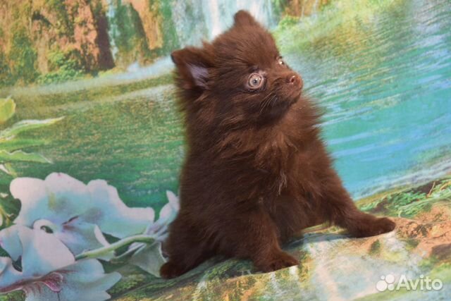 Шпиц - mini шоколад