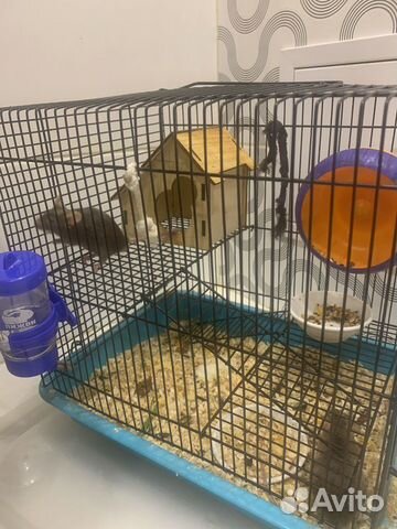 Мыши с клеткой