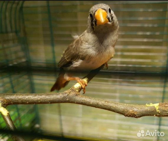 Зебровые амадины с клеткой