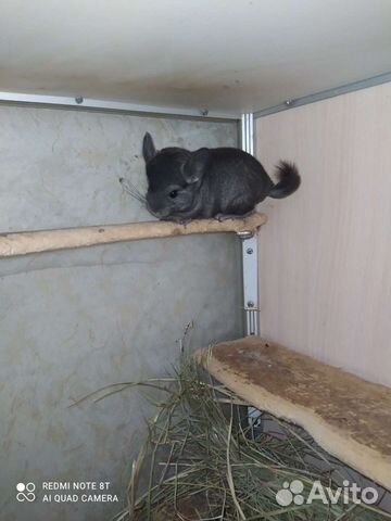 Шиншилла девочка