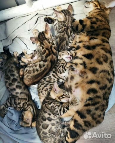 Бенгальские котята