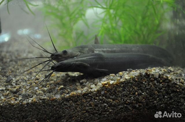 Мешкожаберный сом