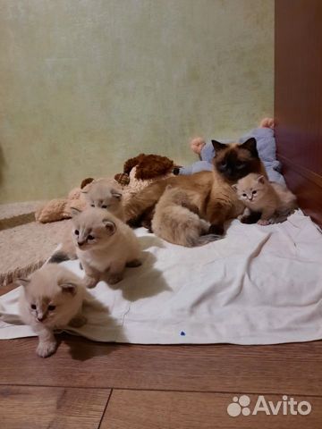 Котята Невские Маскарадные