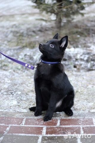 Щенок Шипперке - Маленькая овчарка