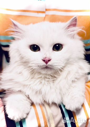 Котенок Филя в добрые руки