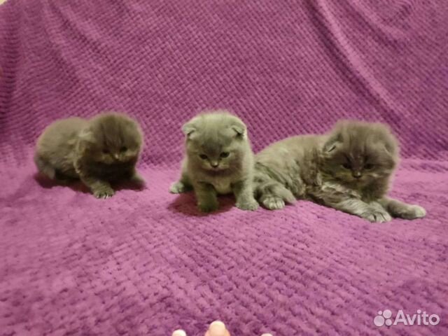 Британские котята