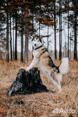 Вязка. Ищем кобеля