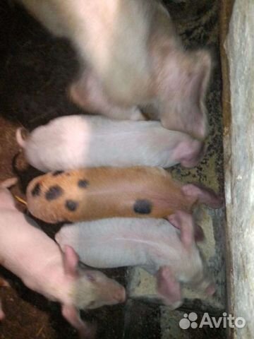 Поросята ландрас