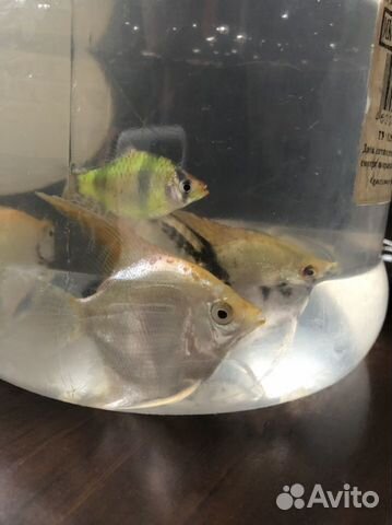 Аквариумные рыбки