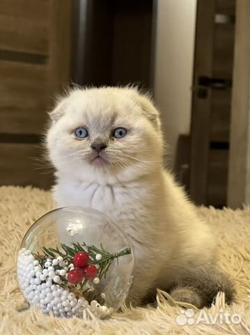 Шотландские вислоухие котята