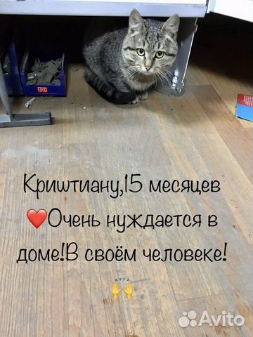 Криштиану в добрые руки