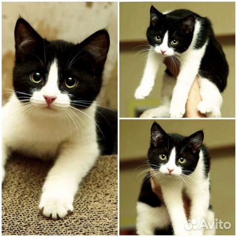 Котята, котёнок малыш в добрые ручки