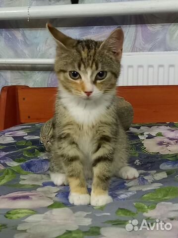 Котенок полосатый трехцветка