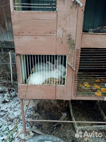 Кролики белый великан