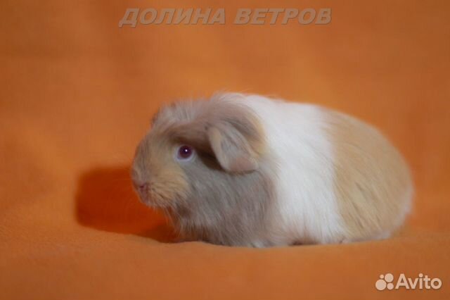Морская свинка девочка крестед редкого окраса