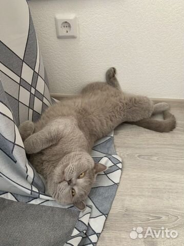 Кот Шотландский Лиловый