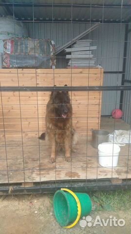 Немецкая овчарка длинношерстная