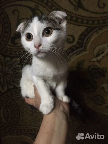 Котята