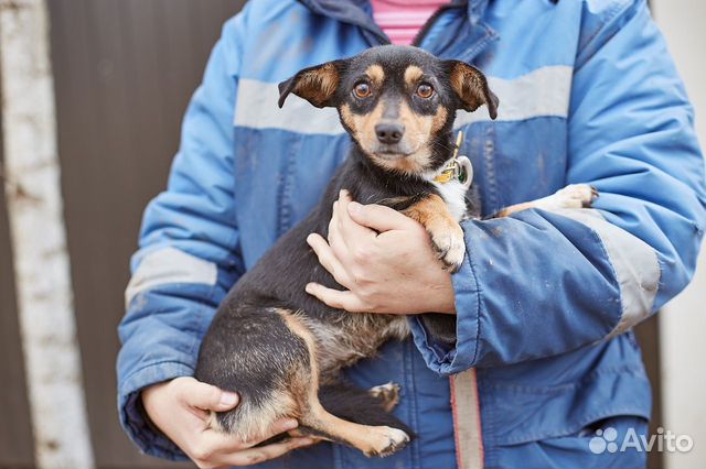 Ищут лучший дом маленькие собачки мама и сын