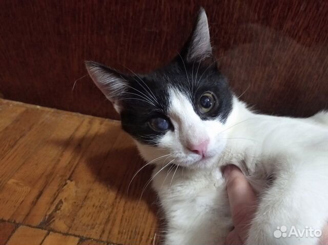 Особенный котик Эдисон