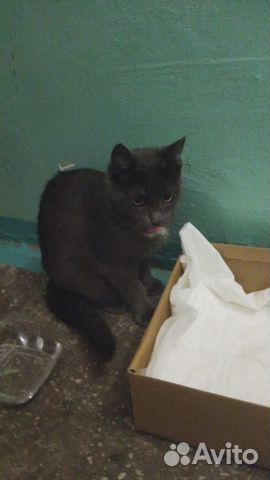 Котенок бесплатно