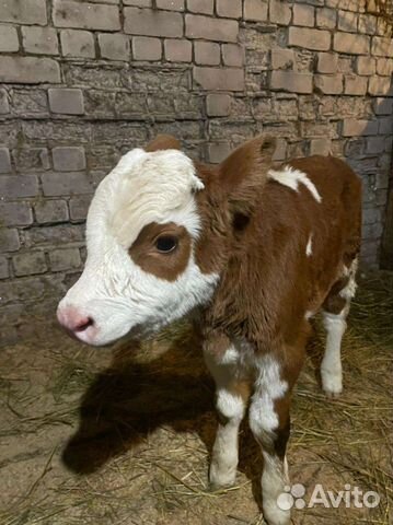 Телочка от домашней коровы