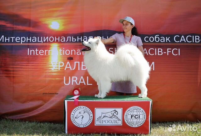 Самоедская лайка