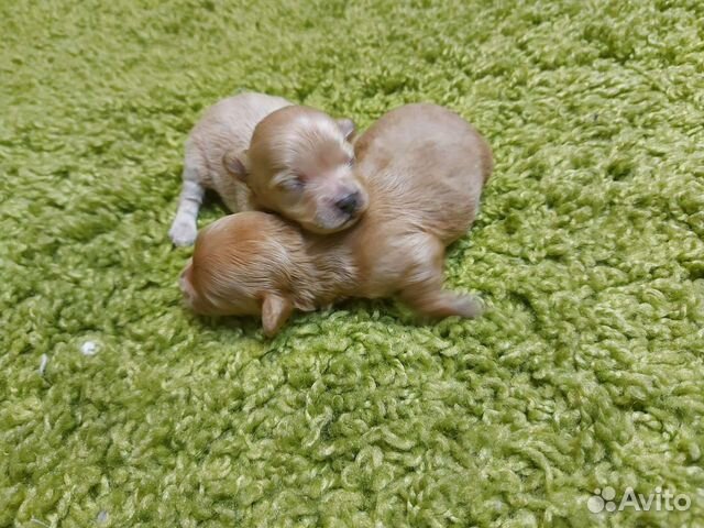 Мальтипу mini малыши Ф1 настоящие