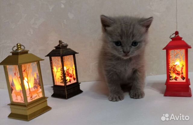 Новогодний подарочек. Шотландский породный, упитан