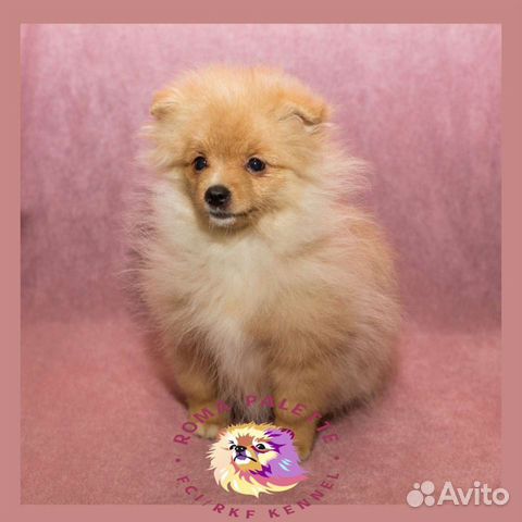 Той-шпицы РКФ девочка и мальчик