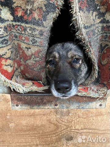 Спасите собаку из приюта