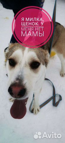 Спасите Милку из приюта