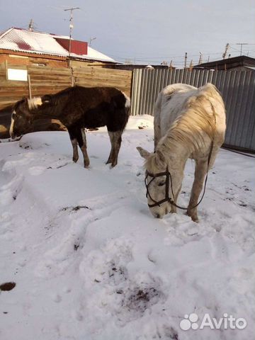 Продаю лошадей с откорма на мясо омск