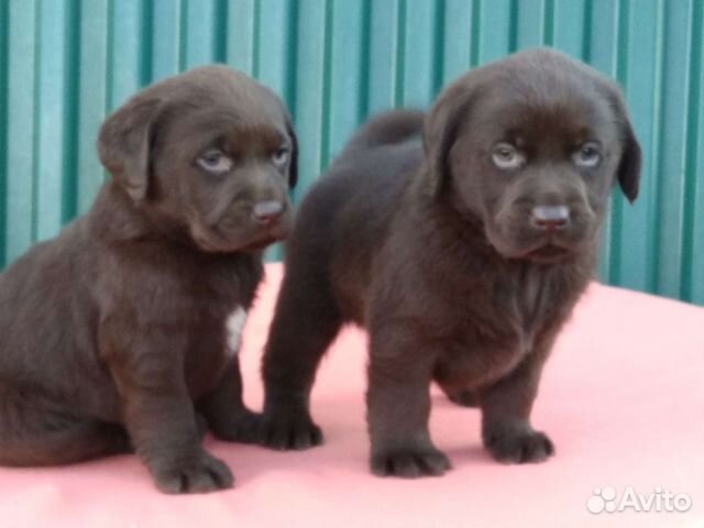 Малыши - хороши