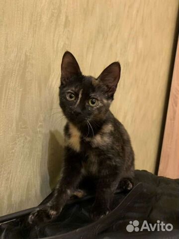 Котенок черепаховый в дар 3 мес
