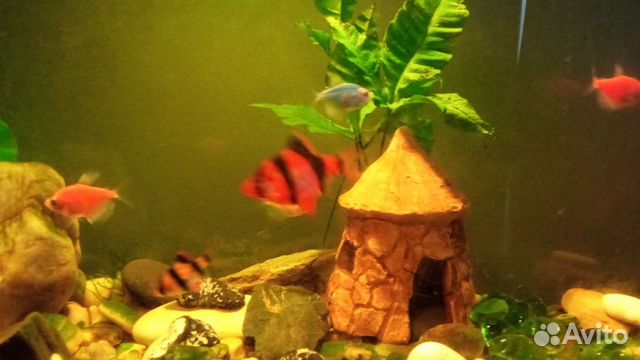 Барбус огненный