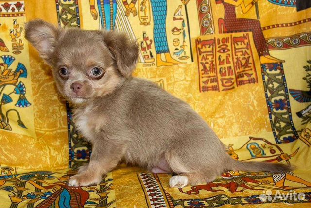 Чихуахуа Лилово-подпалый мальчик