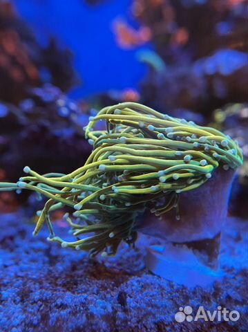 Euphyllia Holy Grail (Эуфиллия Святого Грааля)