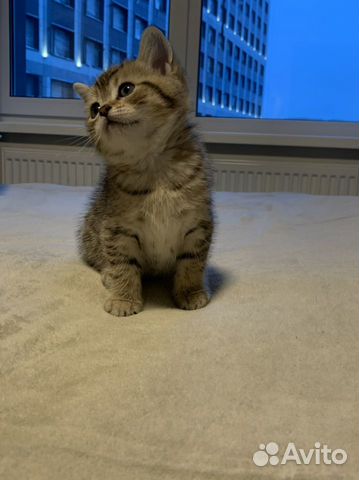 Коткнок британец