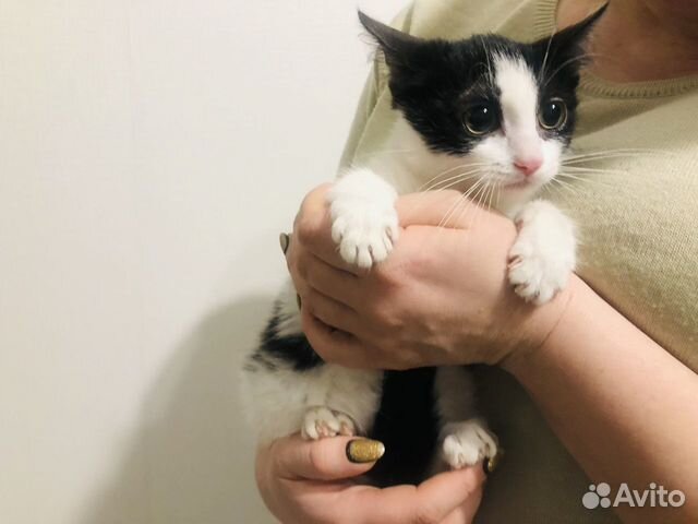 Котенок в добрые руки
