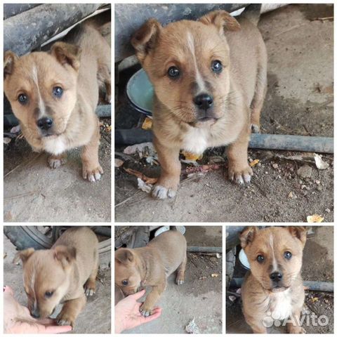 Собака бесплатно в добрые руки