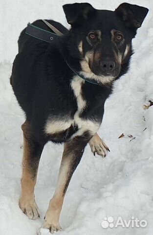 Собака в добрые руки