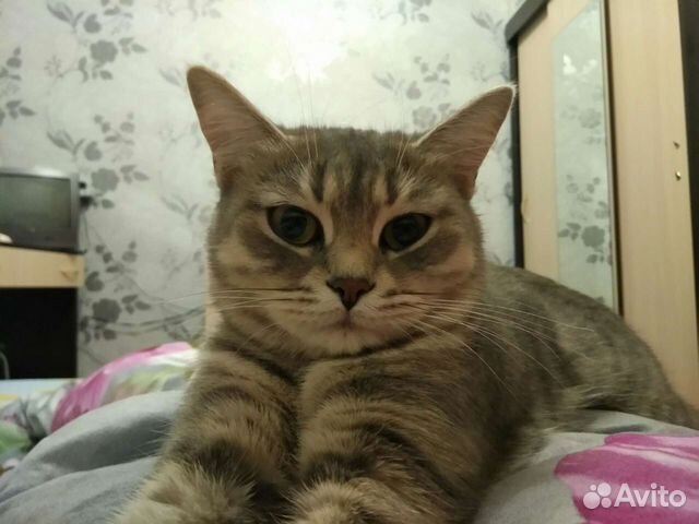 Шотландская кошка вязка
