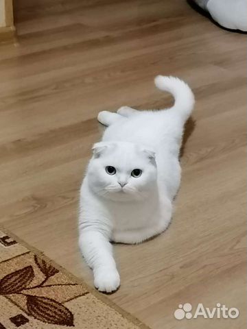 Британская вислоухая кошка