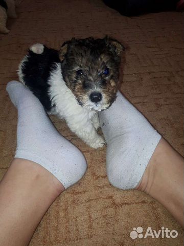 Фокстерьер