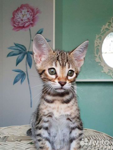 Саванна ф5, мальчик