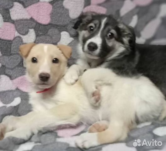 Щенок метис, возраст 3 мес., ищет семью