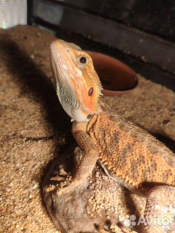 Бородатая агама